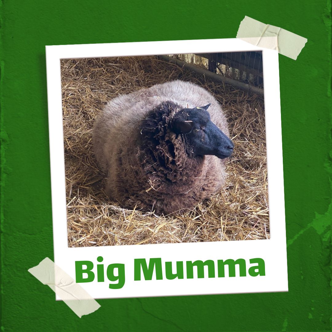 Animals at Frampton Farm, Dover Kent