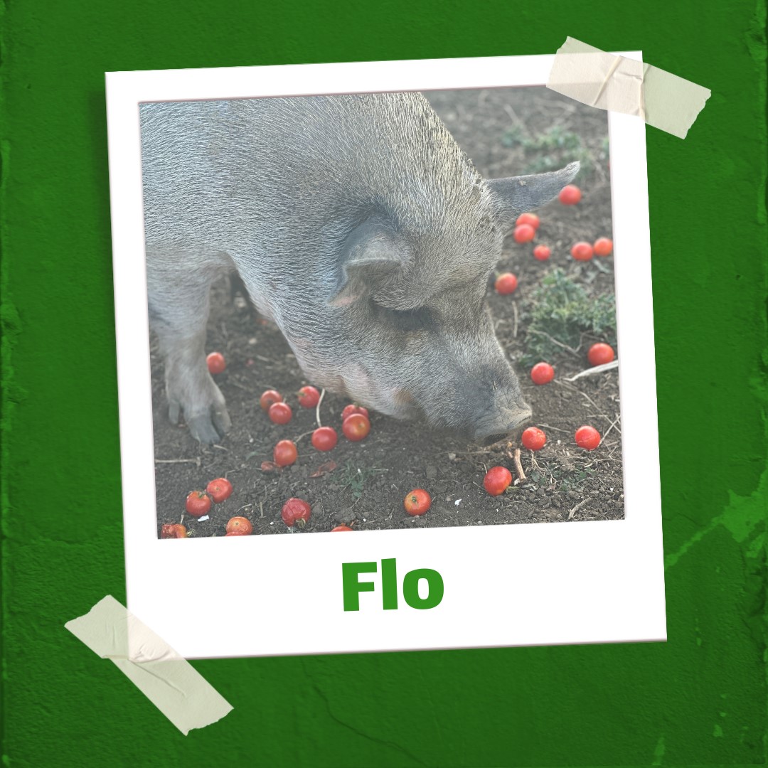 Animals at Frampton Farm, Dover Kent