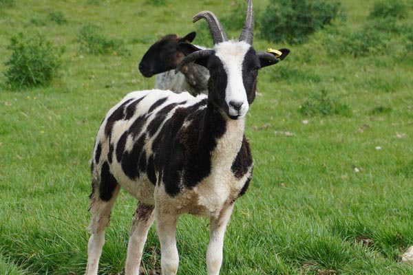 Frampton Farm Dover Kent